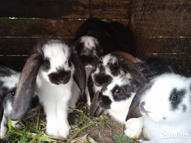 Кролики мясных пород
