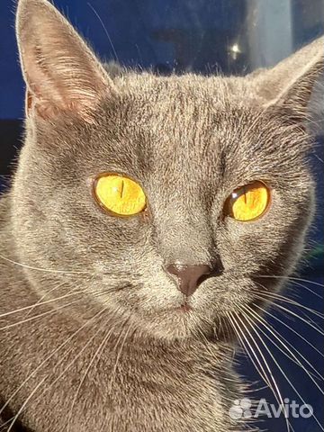 Кошка в дар бесплатно отдаем