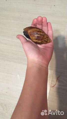 Улитки ахатины в наличии две штуки бесплатно