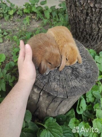 Карликовые вислоушки