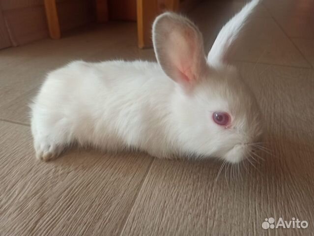 Крольчата калифорнийцы