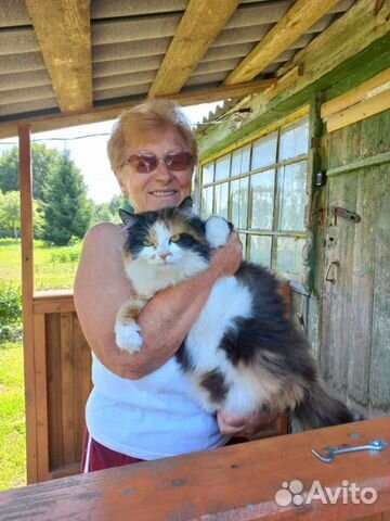 Кошка в добрые руки