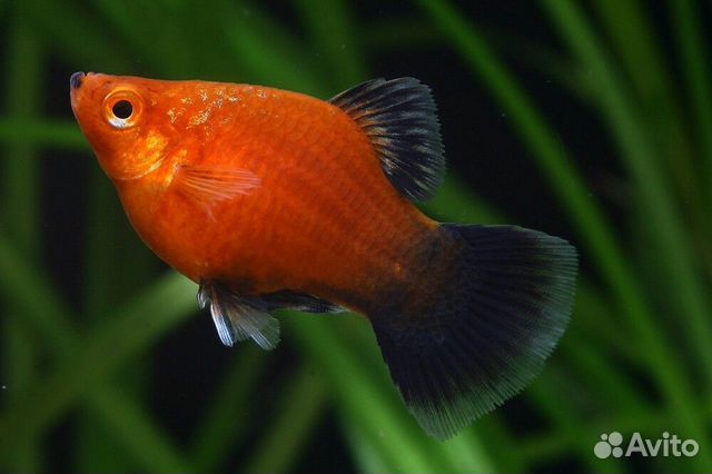 Пецилии дисковые красно-черные