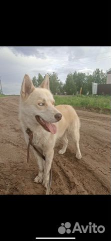 Вы просто не видели его глаза