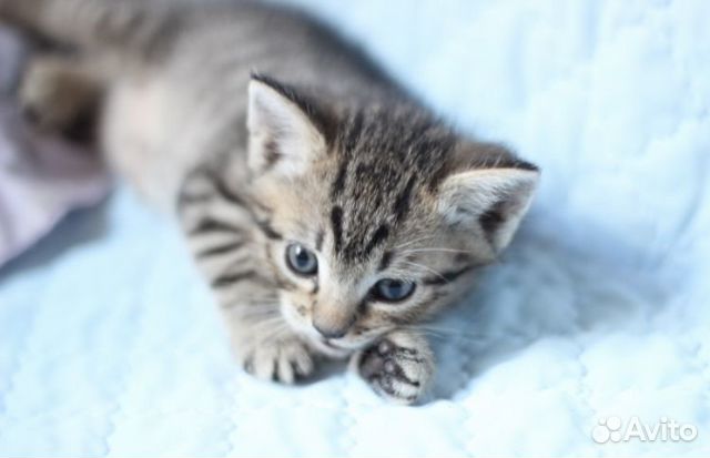 Котёнок в добрые руки