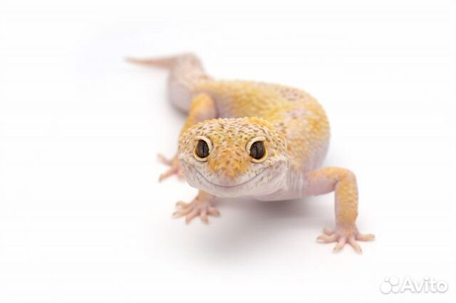 Взрослые эублефары