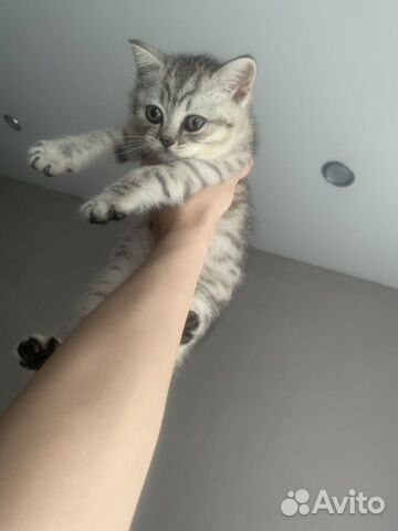 Продам мраморную британку