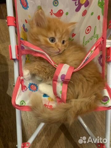 Рыжие котята в ответсвенные руки