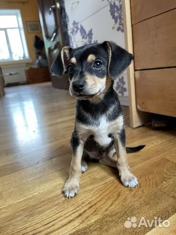 Щенки тойтерьера