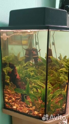 Аквариум