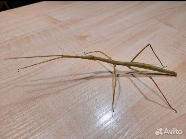 Аннамский палочник