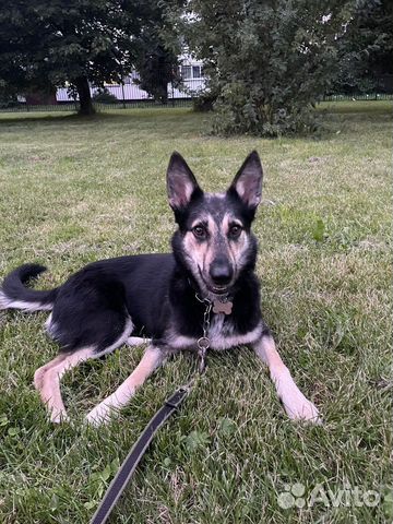 Молодая собака овчаристая