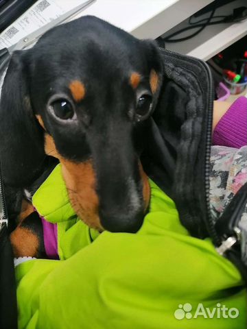 Карликовая такса щенки