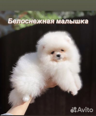 Белый померанский шпиц девочка