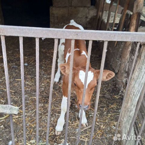 Бычки домашние