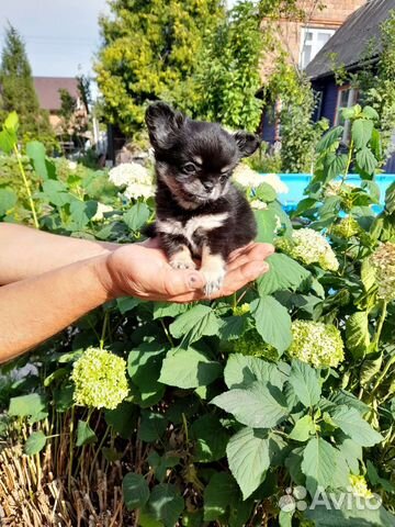 Чихуахуа Девочка