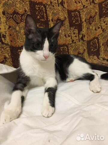 Котишка в добрые ручки