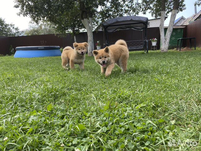 Щенята акита-ину