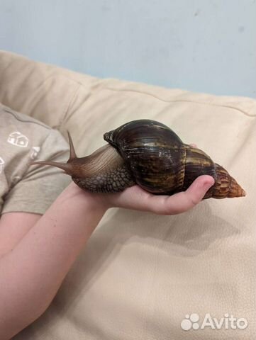 Улитка ахатина с террариумом