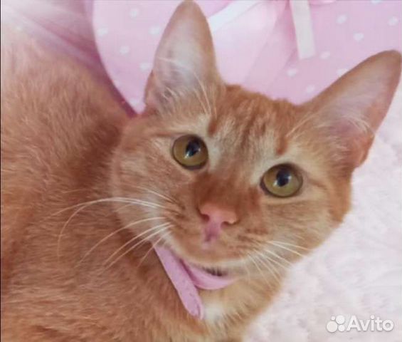 Кошка стерилизованная в добрые руки