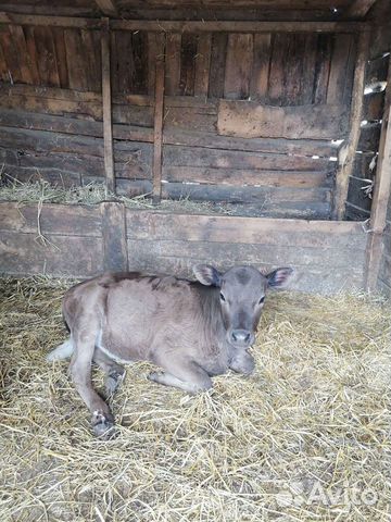 Телёнок 3месяца