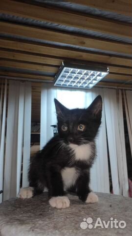 Котëнок в добрые руки