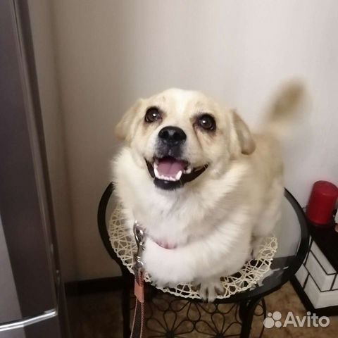 Собака в добрые руки кобель