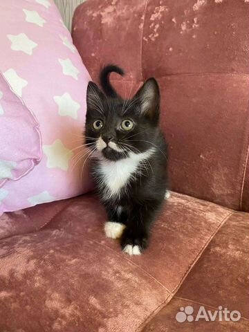 Кошечка Кнопочка