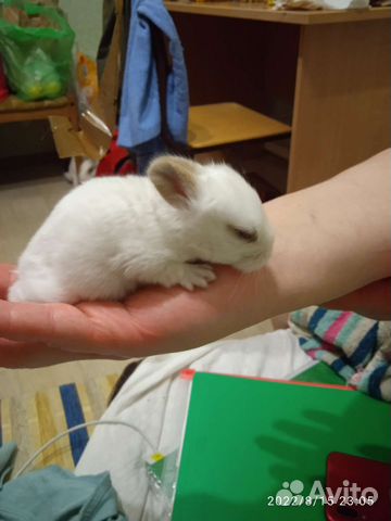 Кролики малыши