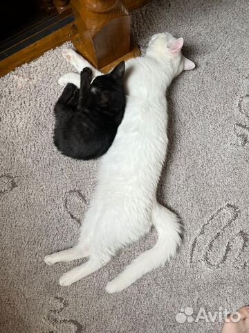 Кот. Два кота в добрые руки. Котенок