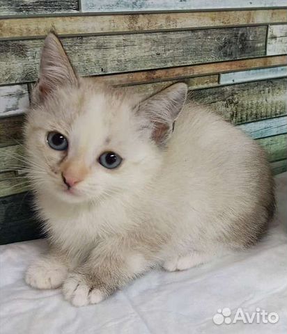 Котенок в добрые руки