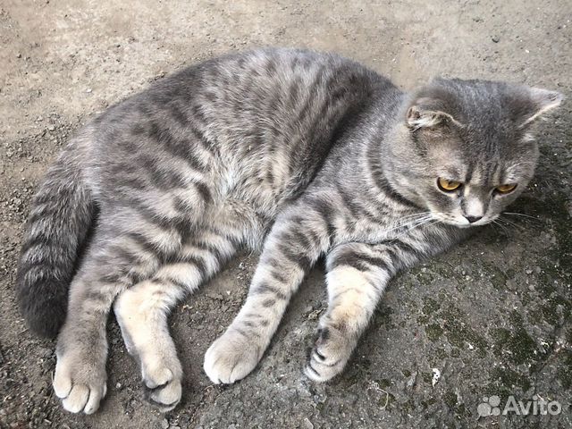 Потеряшка кот шотландский вислоухий