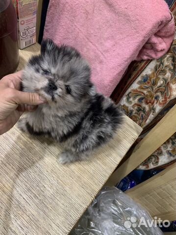 Померанский шпиц тип мишка -голубой мерль Яночка