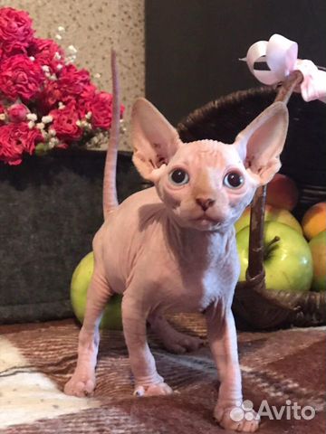 Топовый канадский сфинк (Бамбино Лонг)