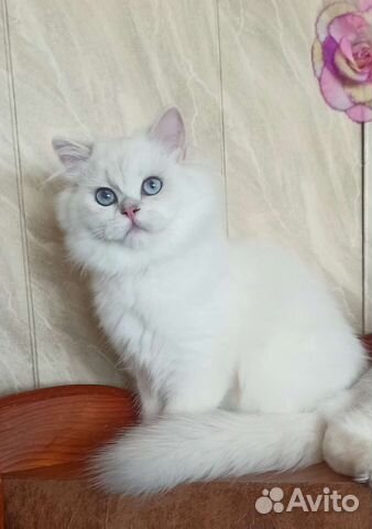 Длинношерстный колорный котенок