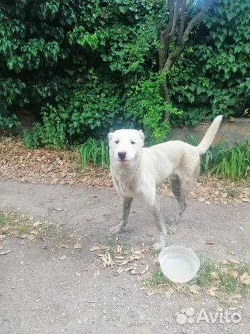 Собака в добрые руки алабай