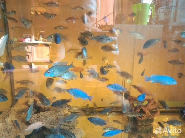Цихлиды 3-10см из своего аквариума