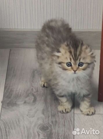 Кошки котята шотландские вислоухие продам