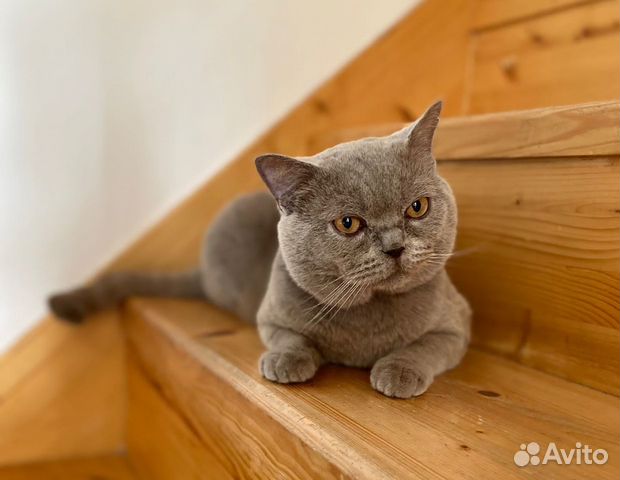 Британец Том в добрые руки