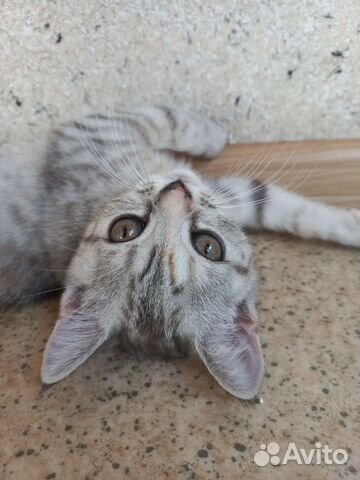 Котёнок митисс