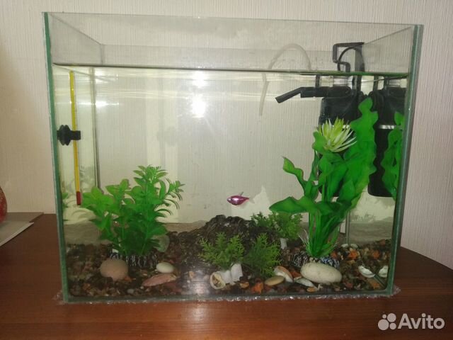 Аквариум на 20 литров