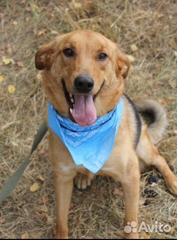 Никому ненужная собака ждёт в приюте