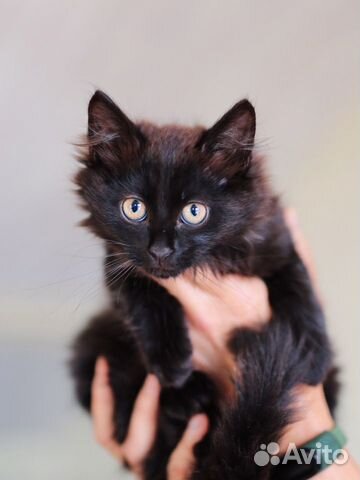 Чёрно-шоколадный умный котёнок мальчик 4 мес