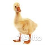 Гусята 2 месяца