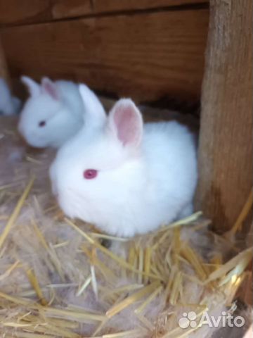 Декоративный кролик