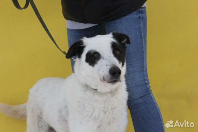 Красавчик Рой из приюта