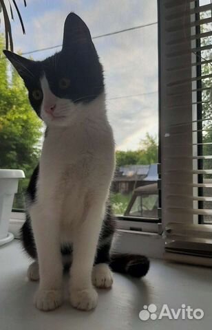 Отдадим котенка в добрые руки (мальчик)