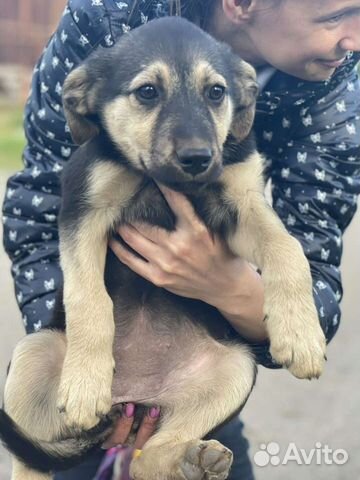 Щенки в добрые ручки