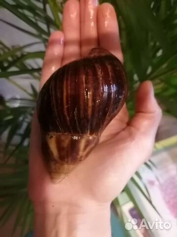 Улитки ахатины