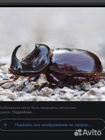 Личинка жука носорога